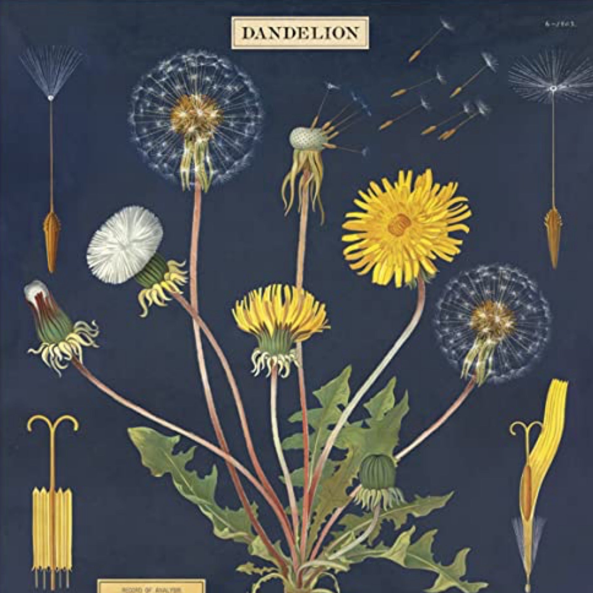 Cavallini School Chart Wall Hanging - Dandelion | My Site