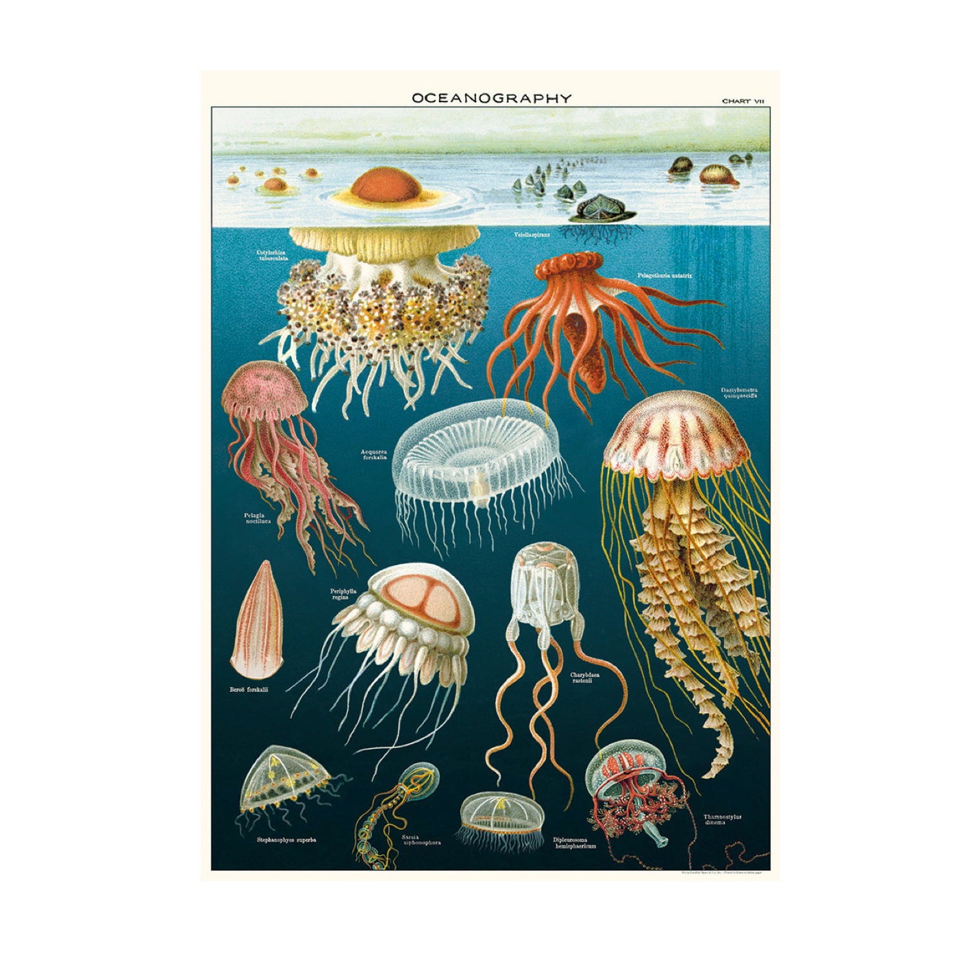 Cavallini Oceanography Poster Sheet | My Site